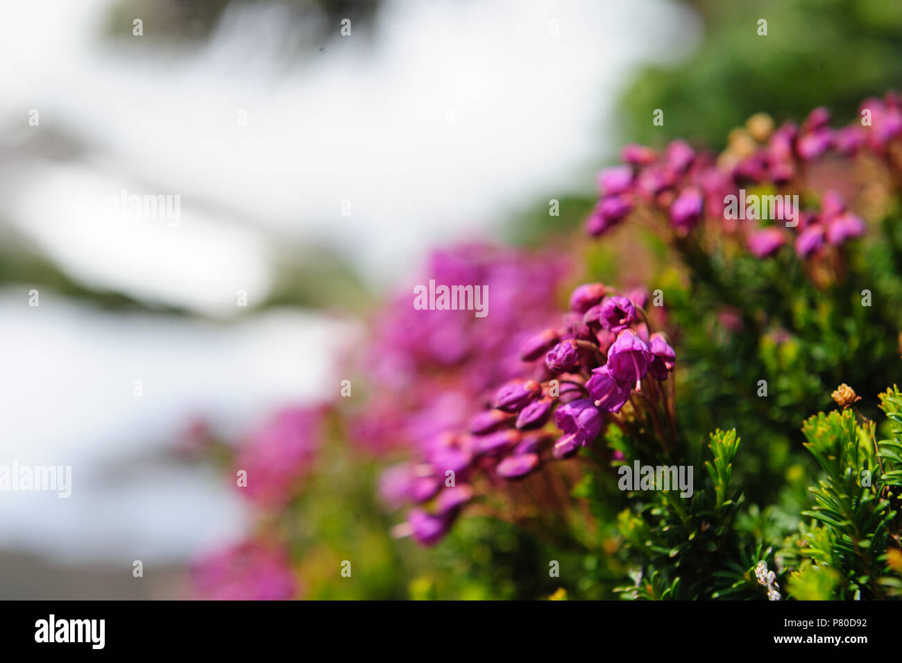 Wild flowers in Oregon Stock Photo - Alamy