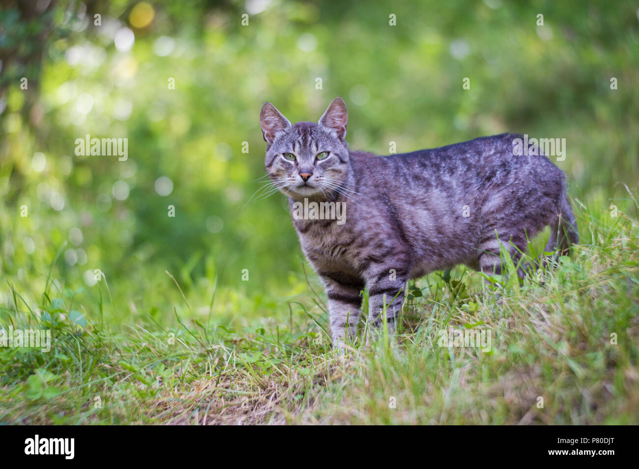 beautiful grey cat in nature Stock Photo - Alamy