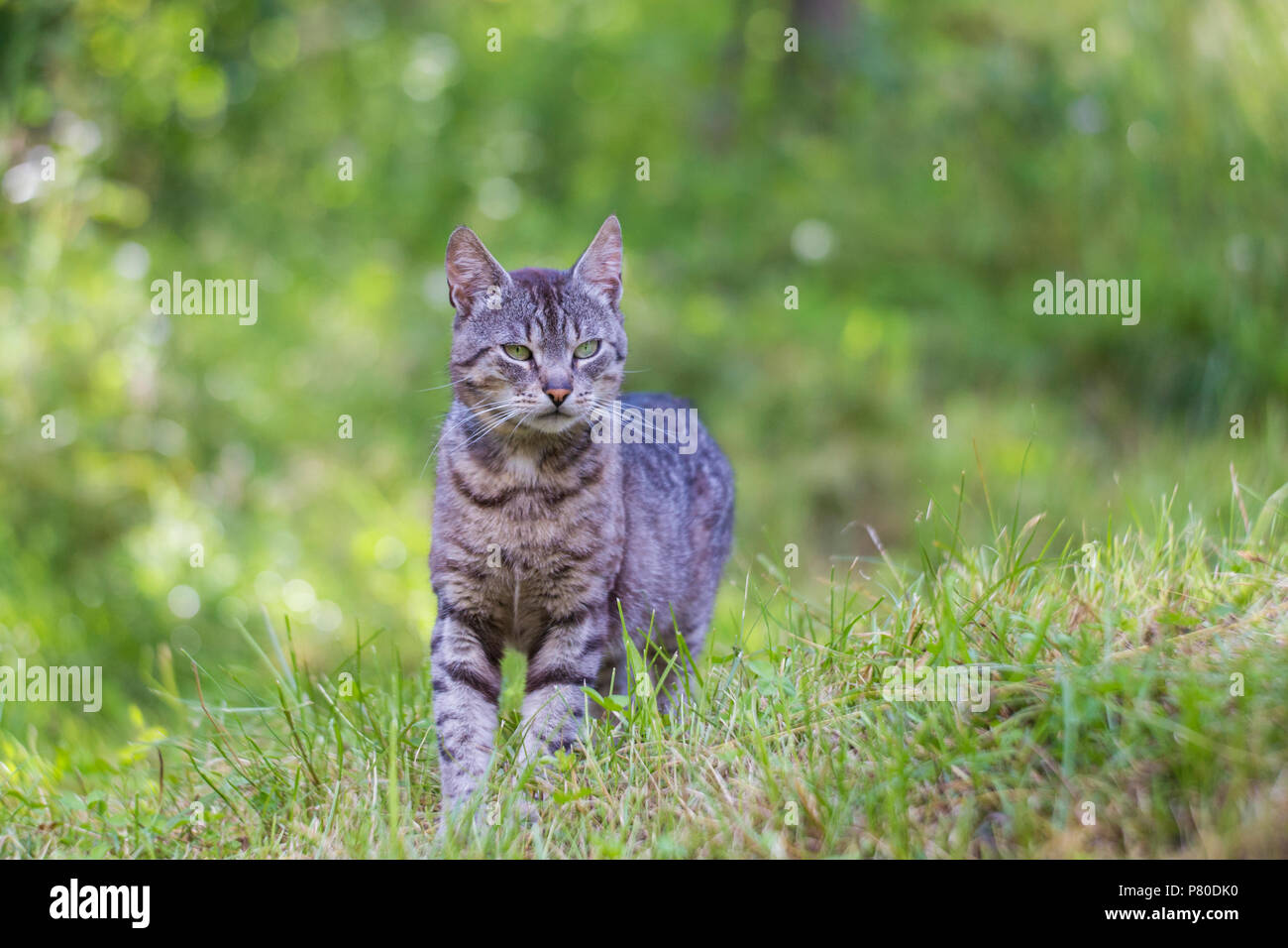 Beautiful grey cat hi-res stock photography and images - Alamy