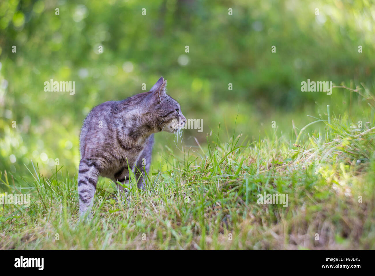 Tabby cat outdoors in nature eating green grass hi-res stock ...