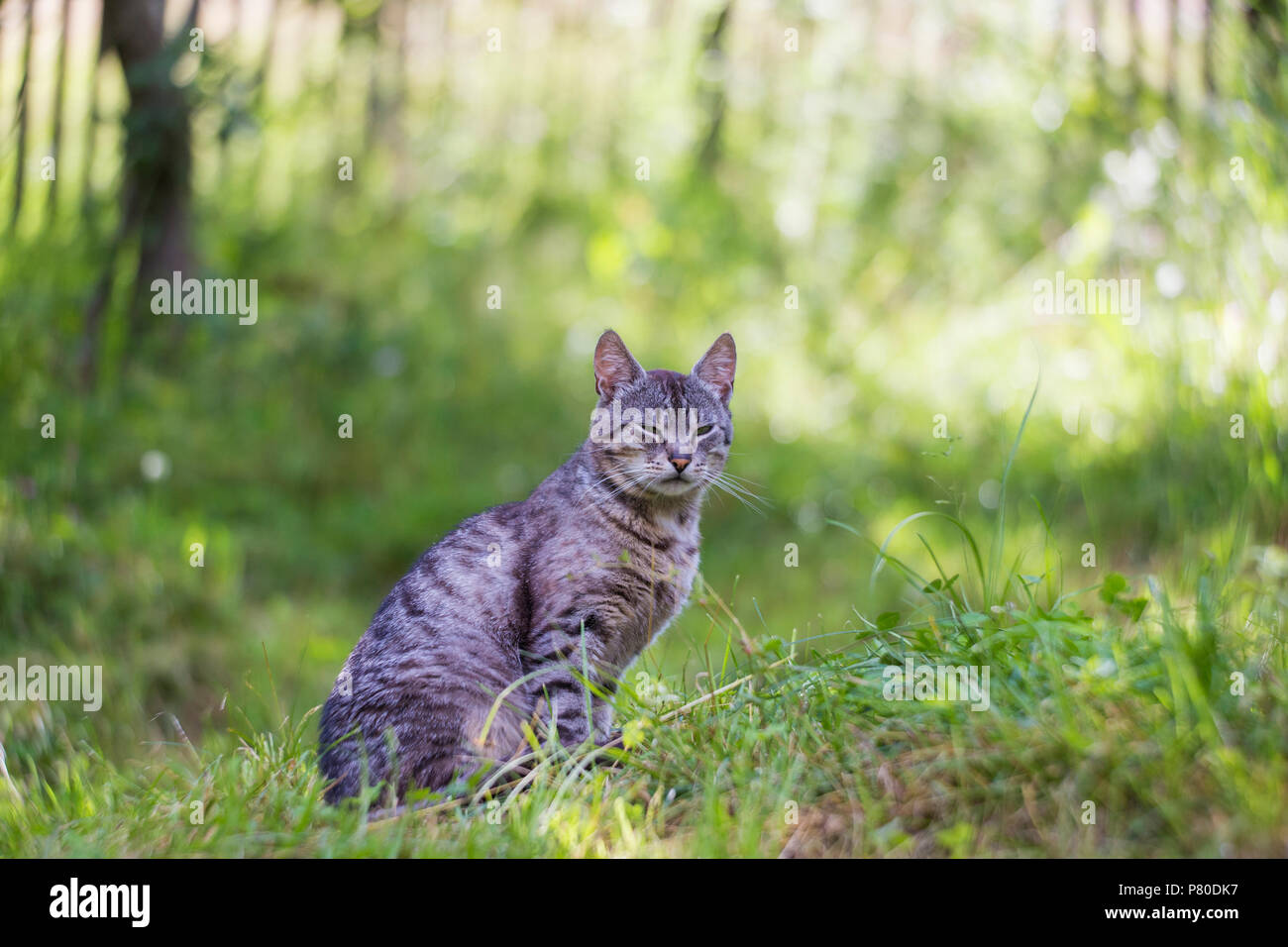 beautiful grey cat in nature Stock Photo - Alamy
