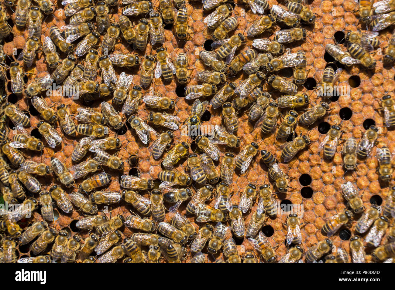 Queen frame beehive honey bees hi-res stock photography and images - Alamy