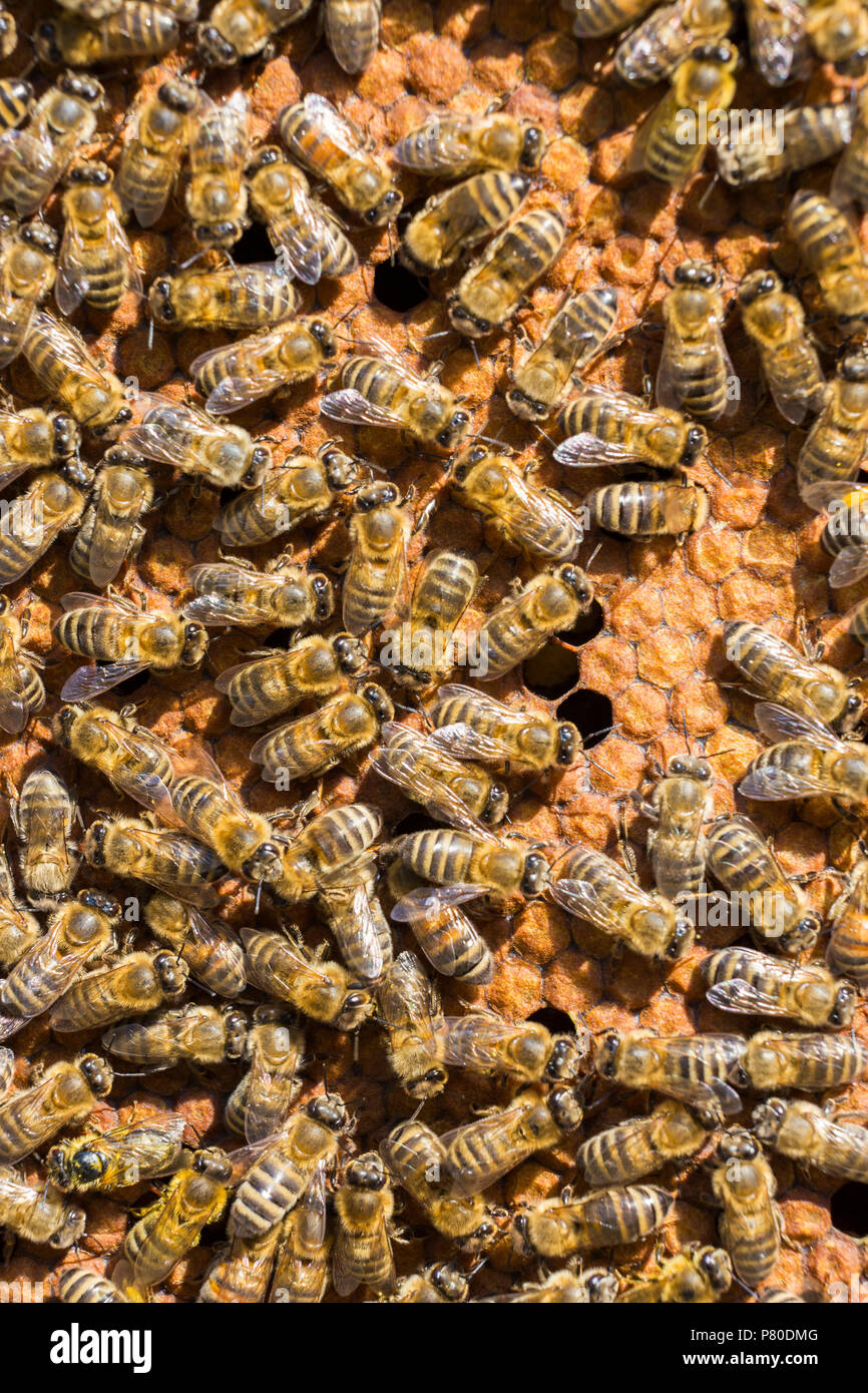Honeycomb queen nest hi-res stock photography and images - Alamy