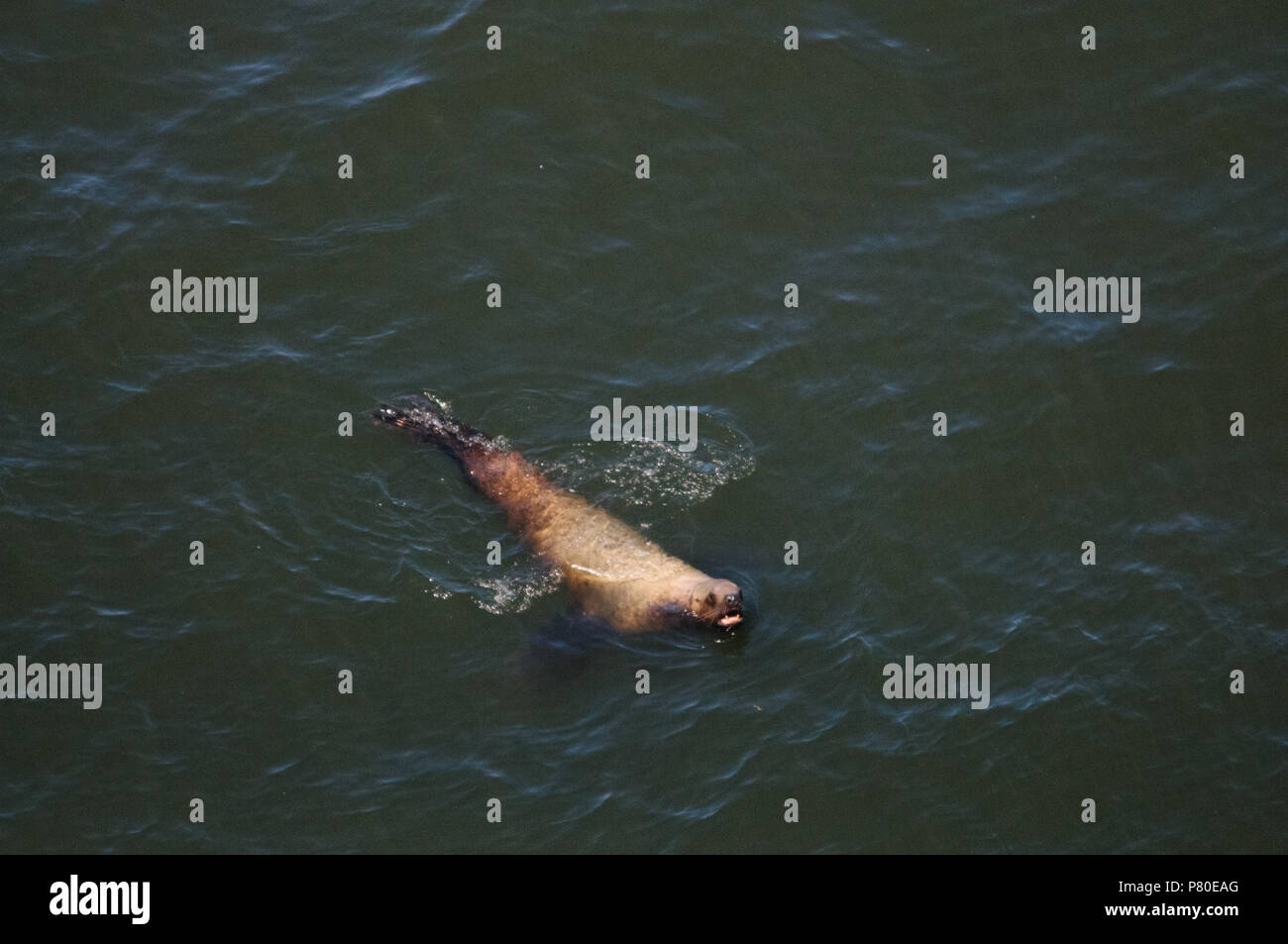 Cave sea lion oregon hi-res stock photography and images - Alamy