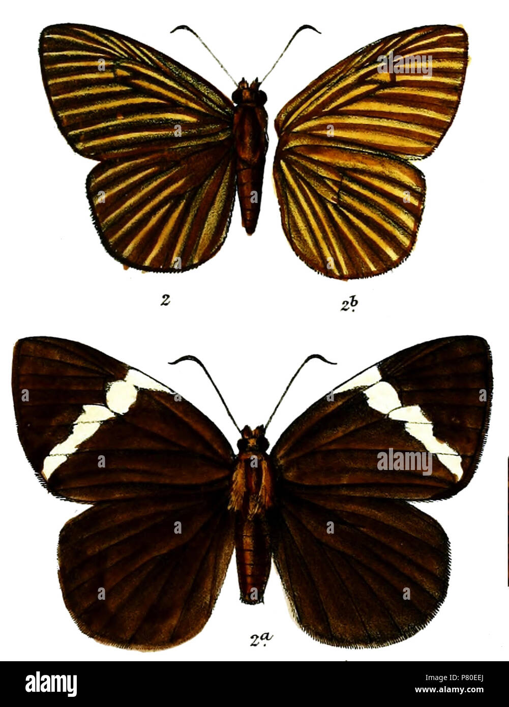 Pisola zennara = Capila zennara (male, female, male underside ...