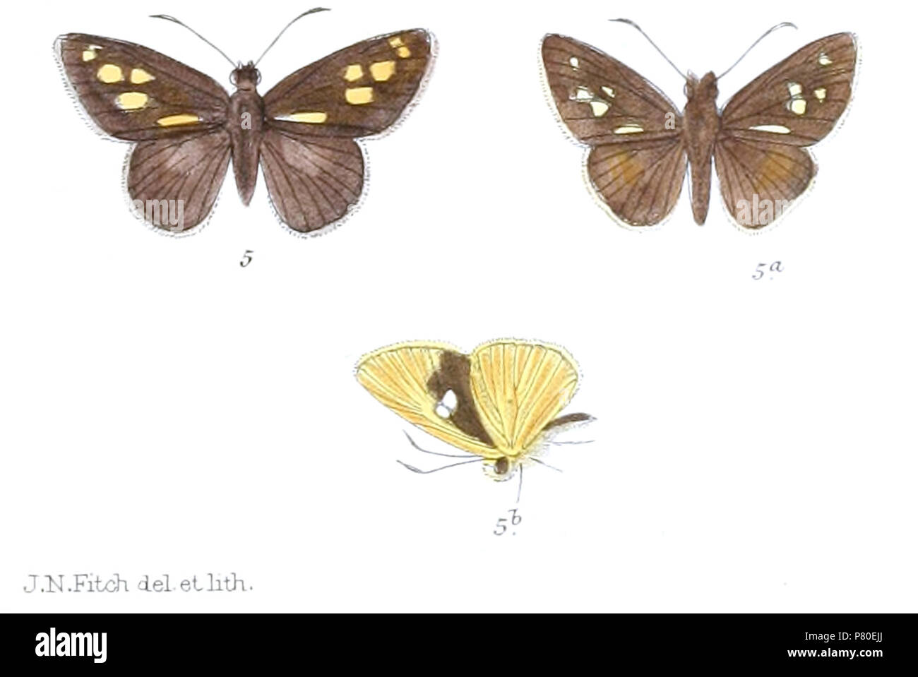 Corissa hi-res stock photography and images - Alamy