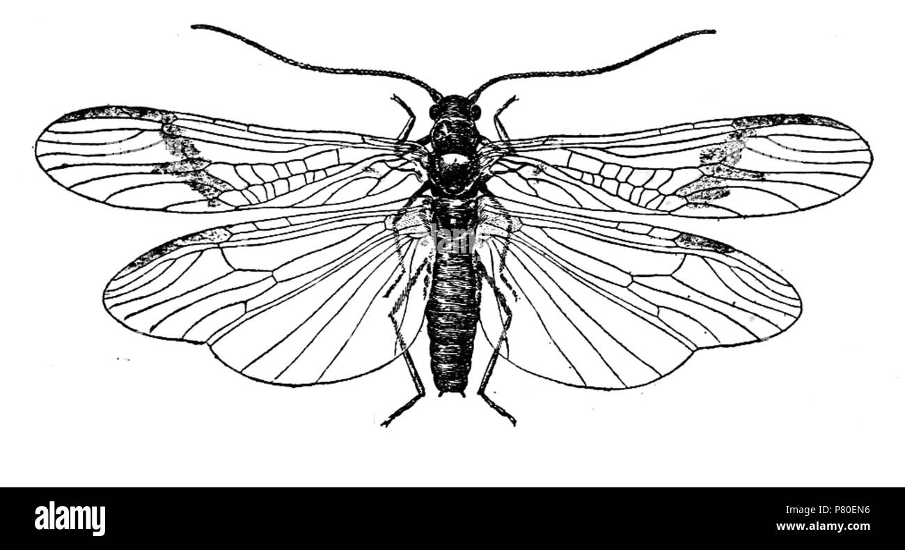 Plecoptera hi-res stock photography and images - Alamy