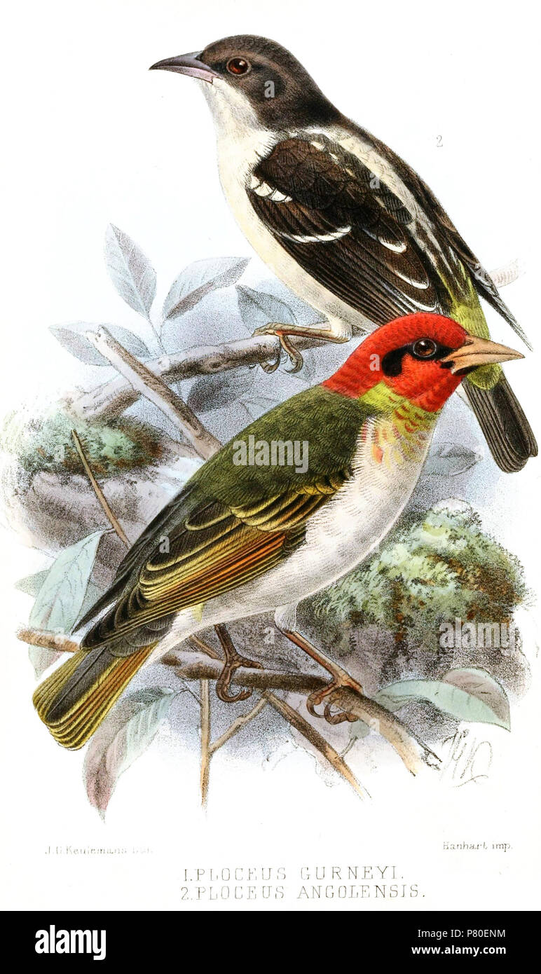 Ploceus rubriceps hi-res stock photography and images - Alamy