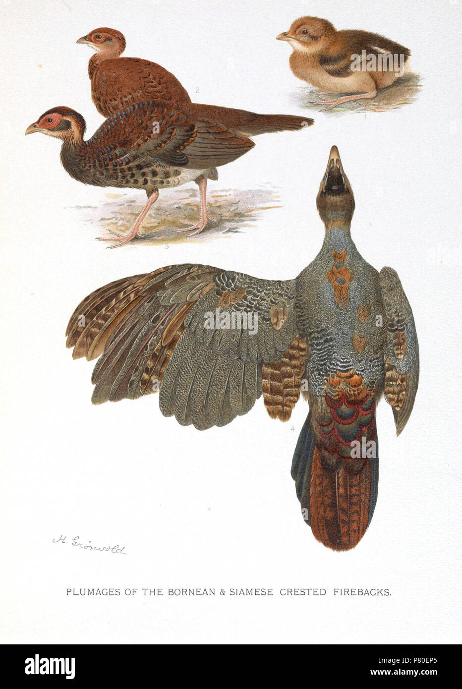 Plumages of Bornean and Siamese Crested Fireback Facing page 120 Fig. 1 ...