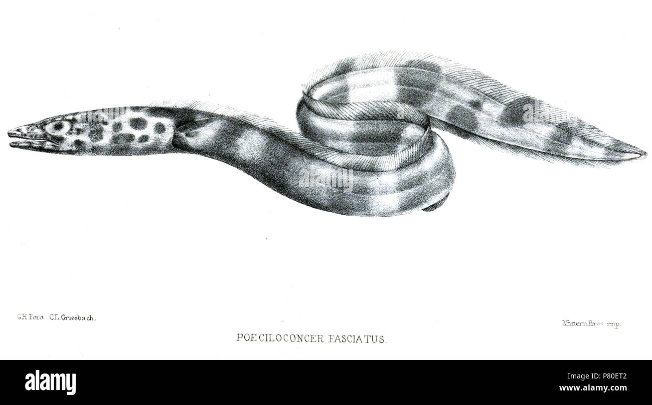 Poeciloconger Cut Out Stock Images & Pictures - Alamy