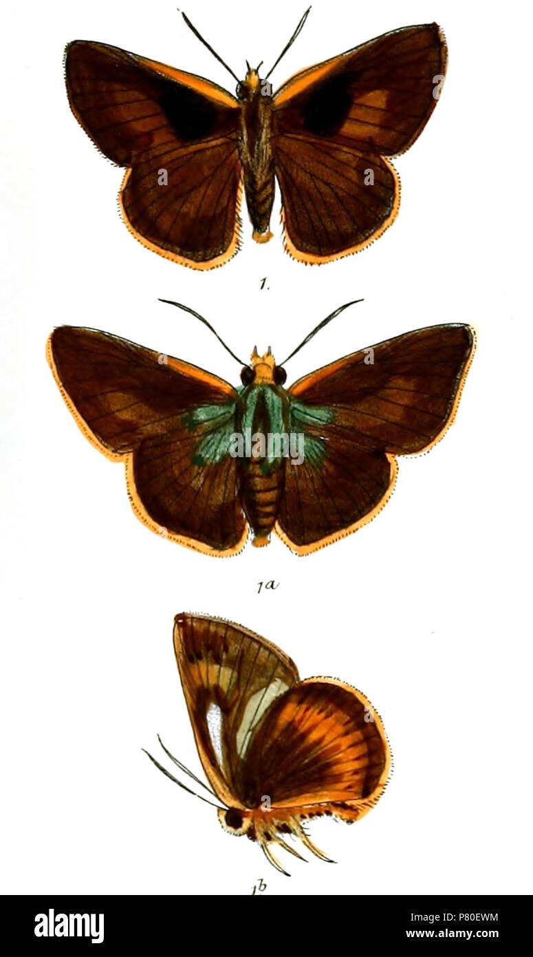 Oedipodea hi-res stock photography and images - Alamy