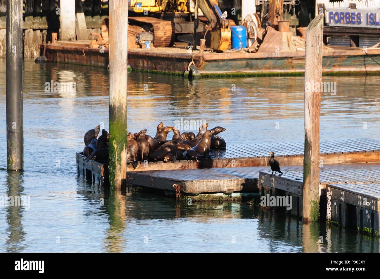 Sea Lions at the docks of Pier 39 Stock Photo - Alamy