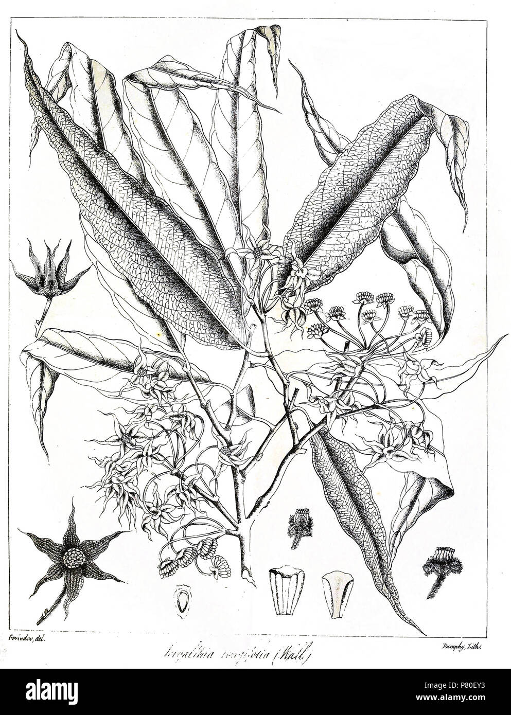 Polyalthia longifolia . 1873 317 Polyalthia longifolia Govindoo Stock ...