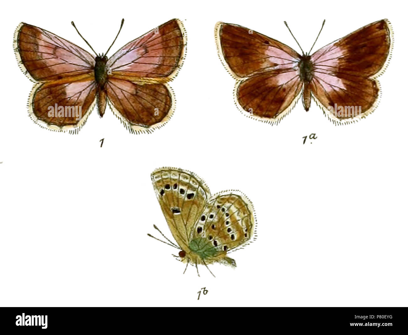 Lepidopteran habitats hi-res stock photography and images - Alamy