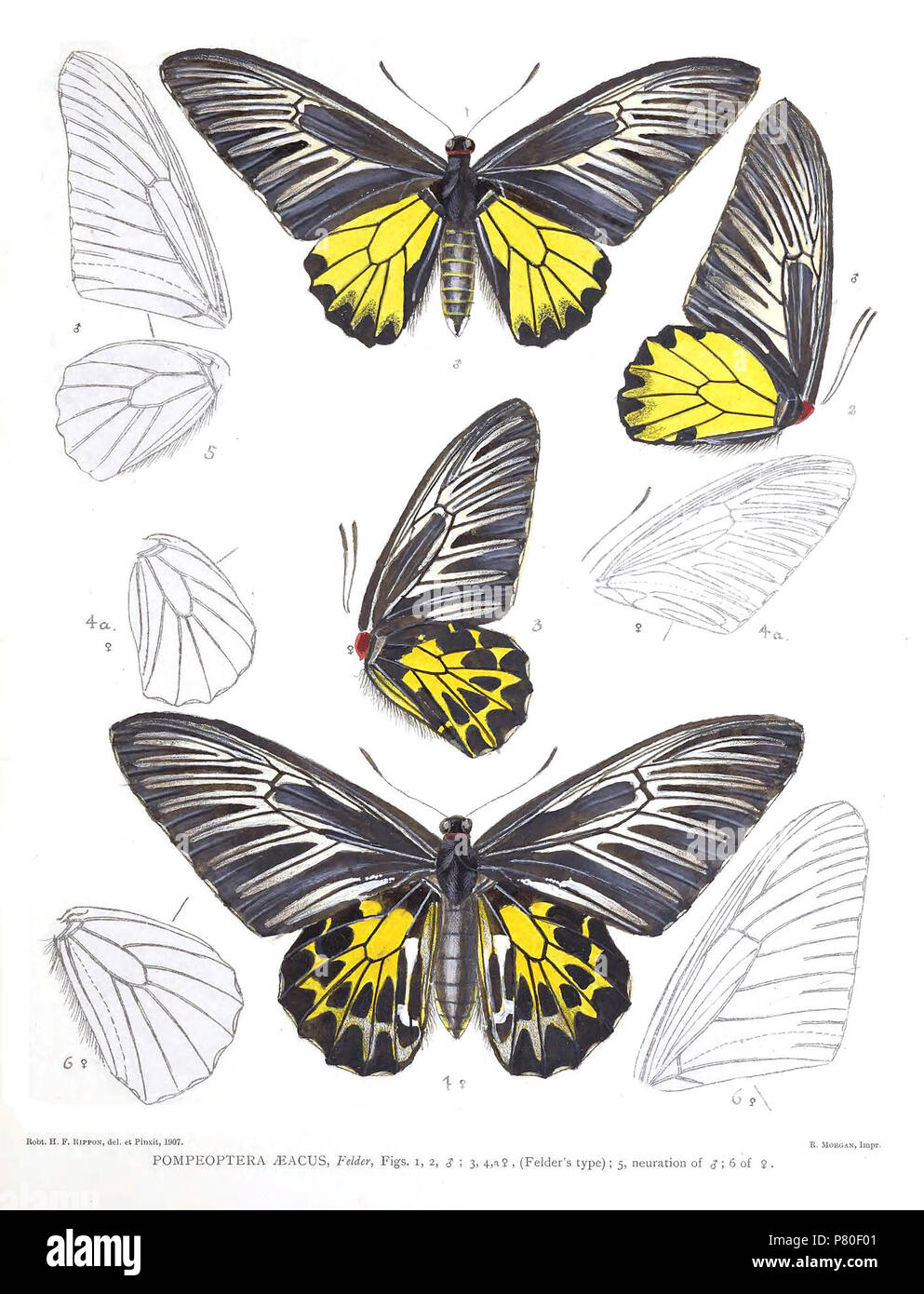 Pompeoptera aeacus = Troides aeacus . 1899 317 PompeopteraAeacusRippon ...