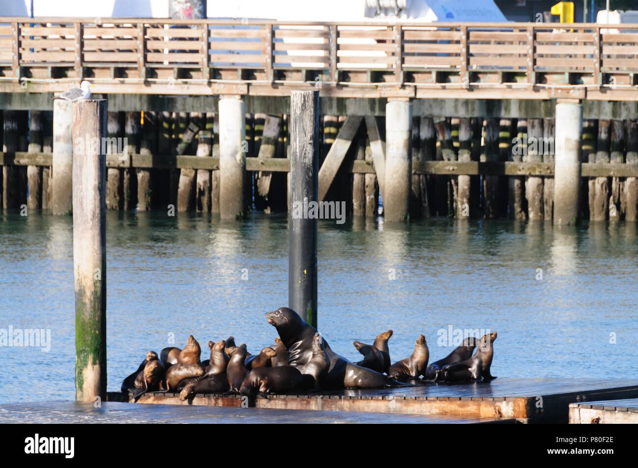 Sea Lions at the docks of Pier 39 Stock Photo - Alamy