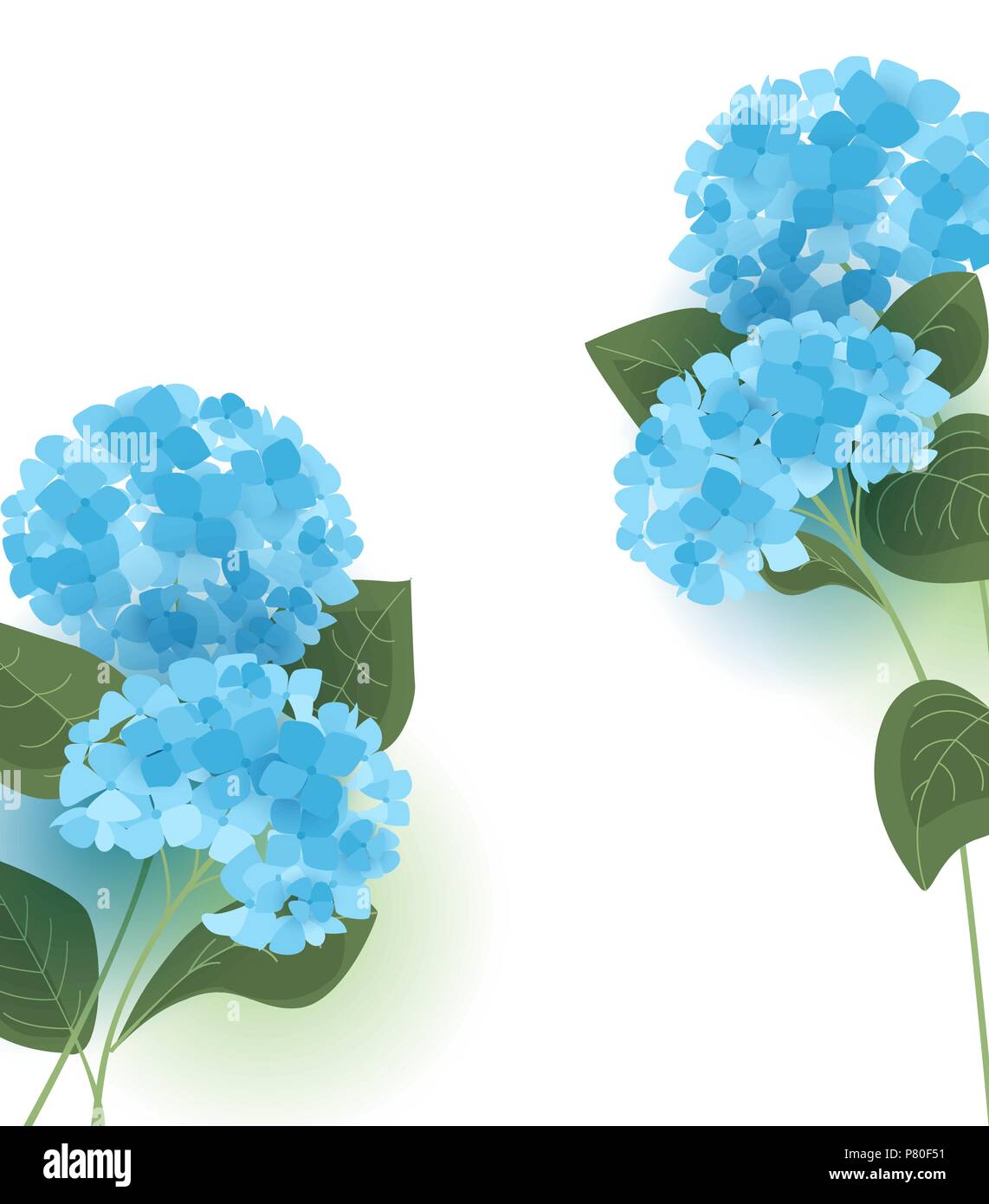 Vector illustration of hydrangea flower Background with blue flowers ...