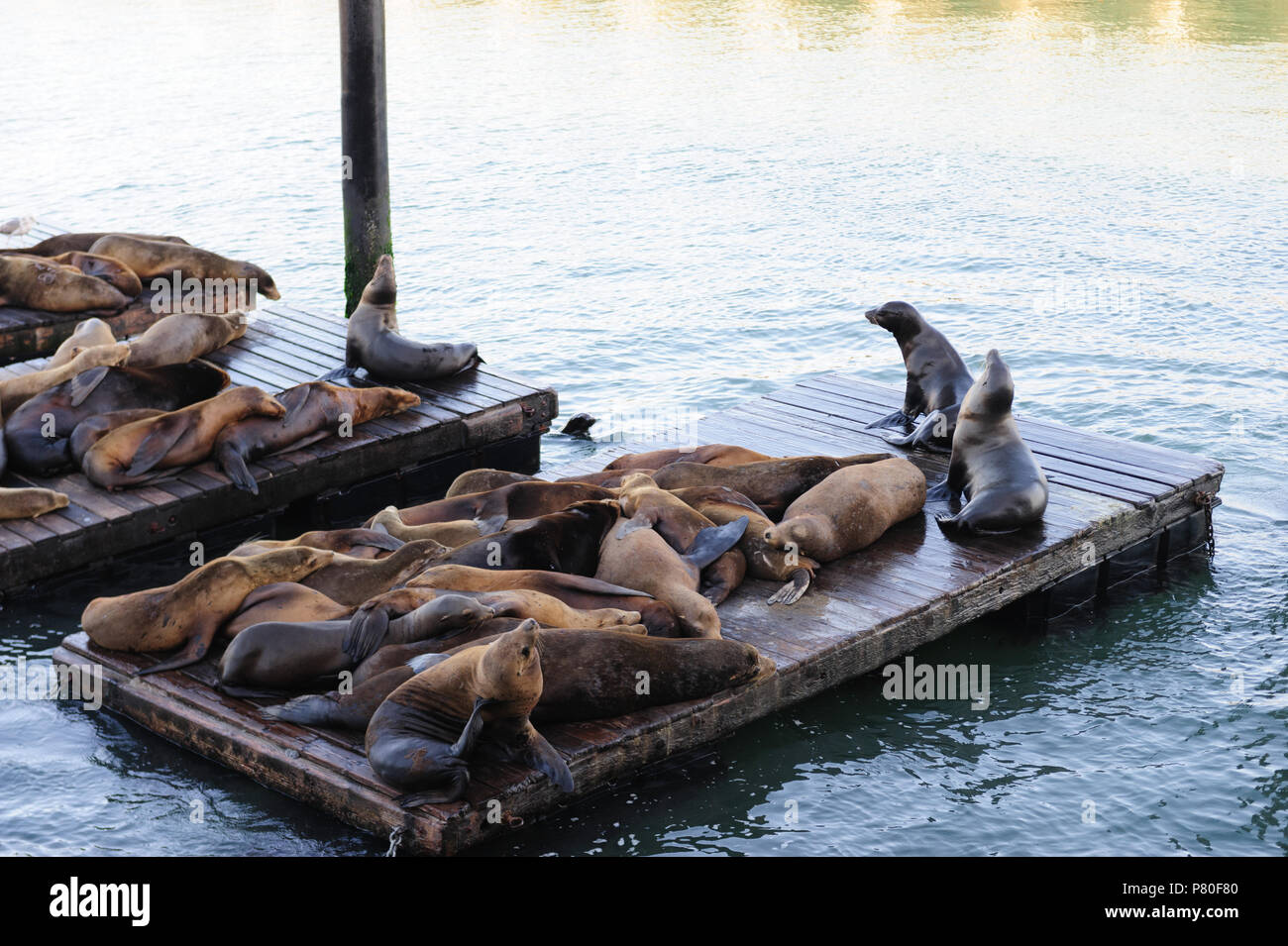 Sea Lions at the docks of Pier 39 Stock Photo - Alamy