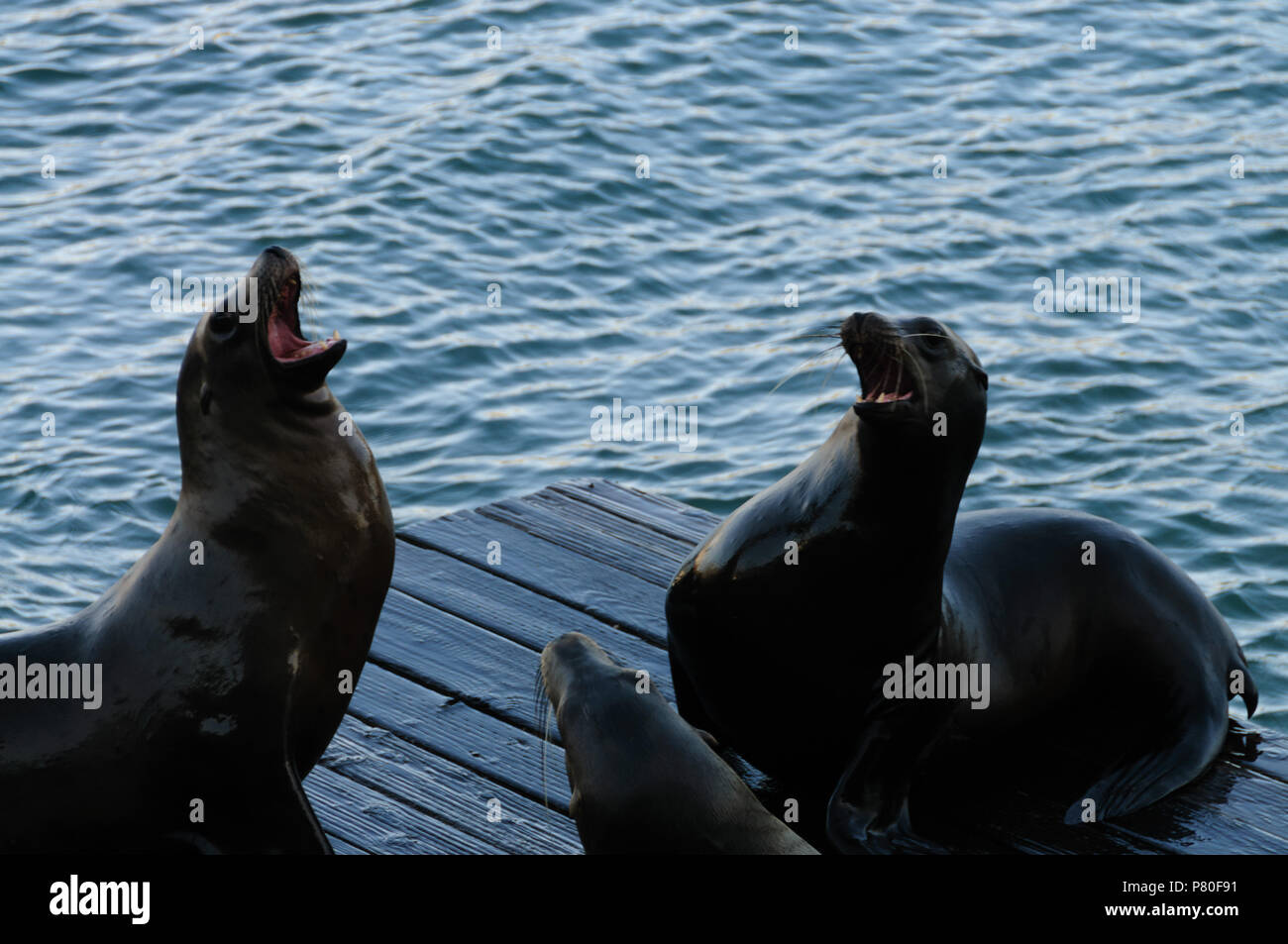 Sea Lions at the docks of Pier 39 Stock Photo - Alamy