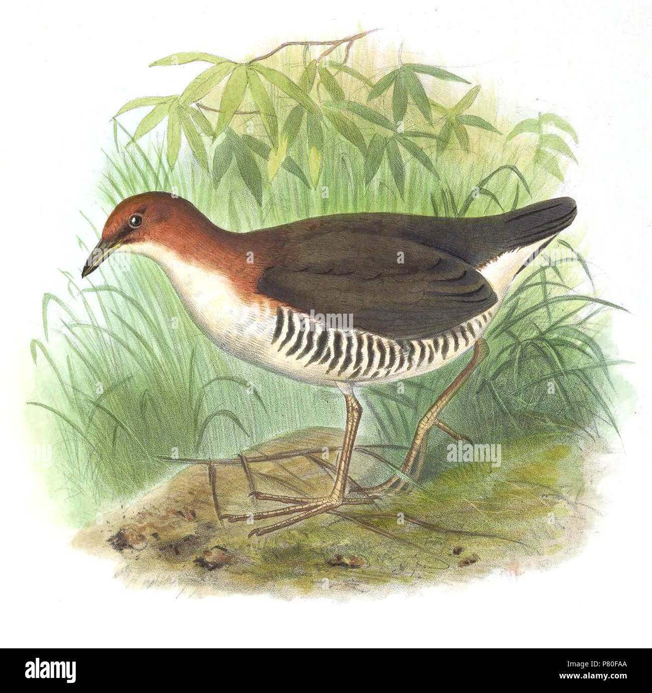 Laterallus leucopyrrhus hi-res stock photography and images - Alamy