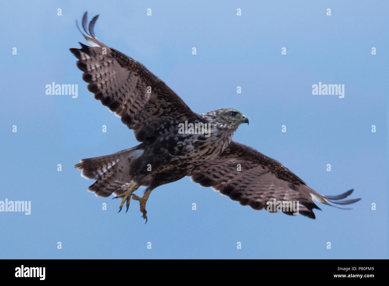 common buzzard (Buteo buteo Stock Photo - Alamy