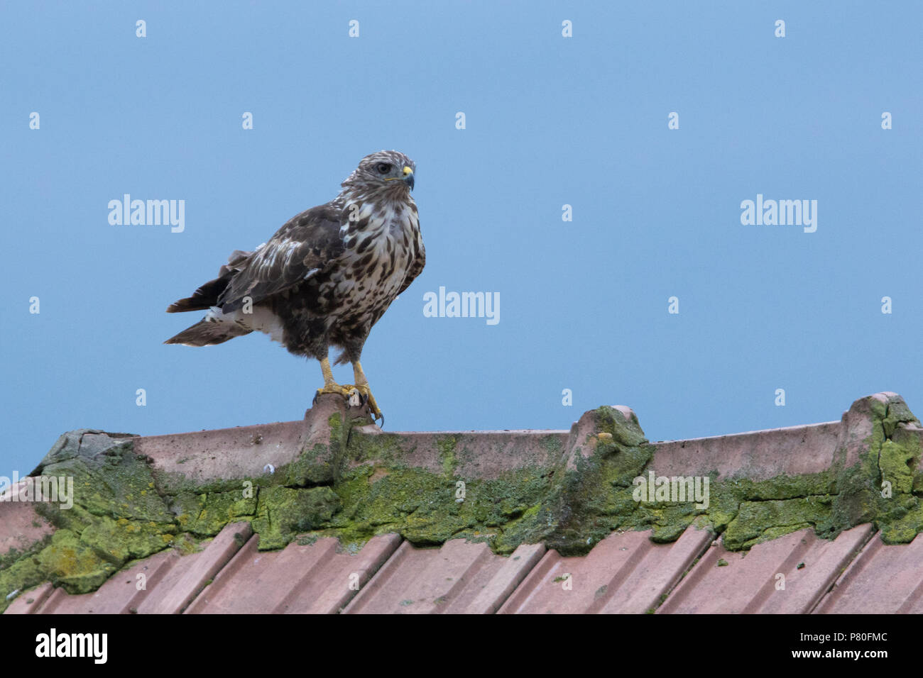 Common buzzard hawk hi-res stock photography and images - Alamy