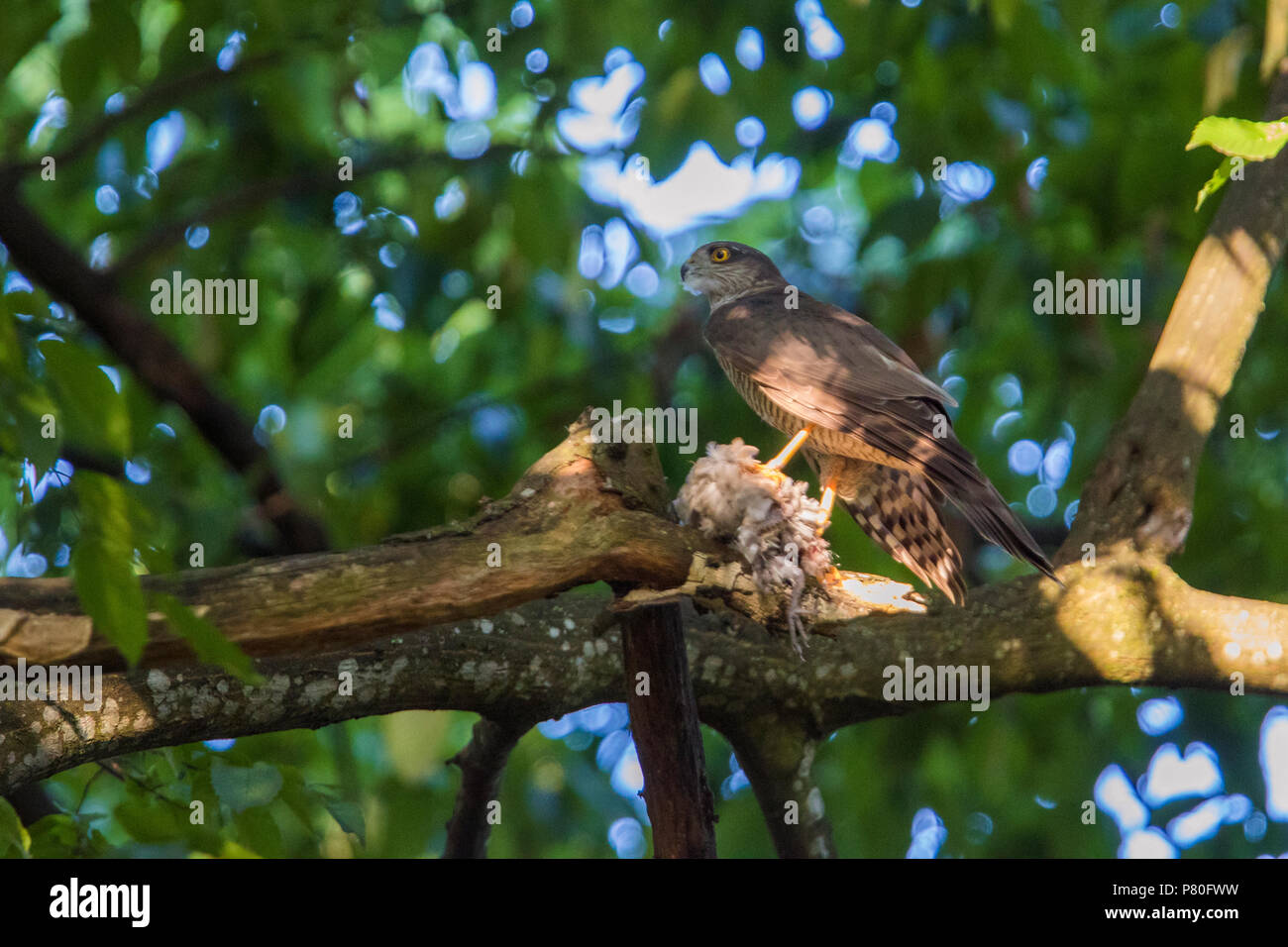 Goshawk bird of prey raptor hawk hunter predator prey hi-res stock ...