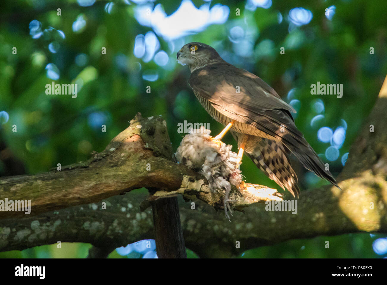 Northern goshawk with prey Stock Photo - Alamy