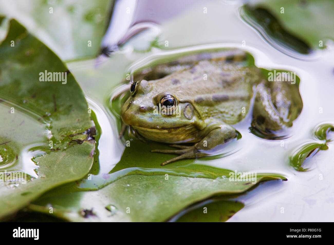 Green Frog Lithobates (Rana) clamitans melanota Stock Photo - Alamy