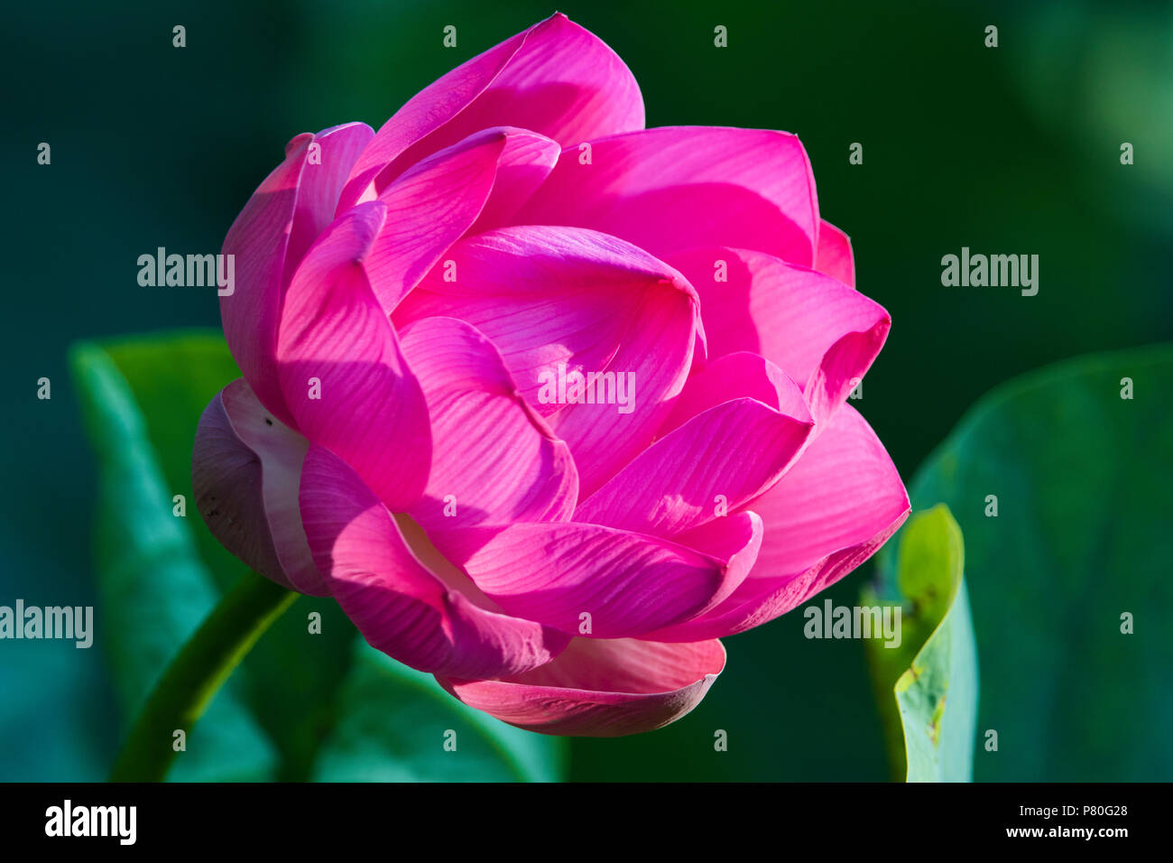 Indian lotus flower hi-res stock photography and images - Alamy