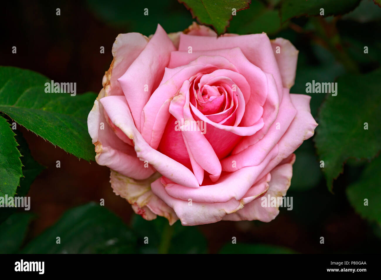 Fragrant Rose in Full Blossom. Washington Park Rose Garden, Portland ...