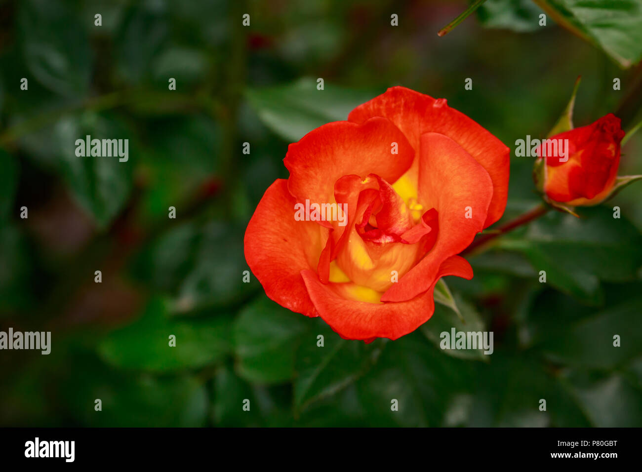 Fragrant Rose in Full Blossom. Washington Park Rose Garden, Portland ...