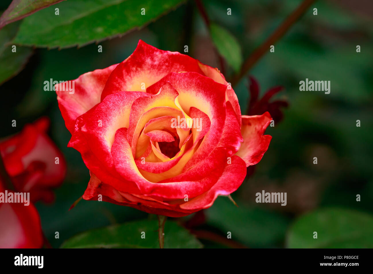 Fragrant Rose in Full Blossom. Washington Park Rose Garden, Portland ...