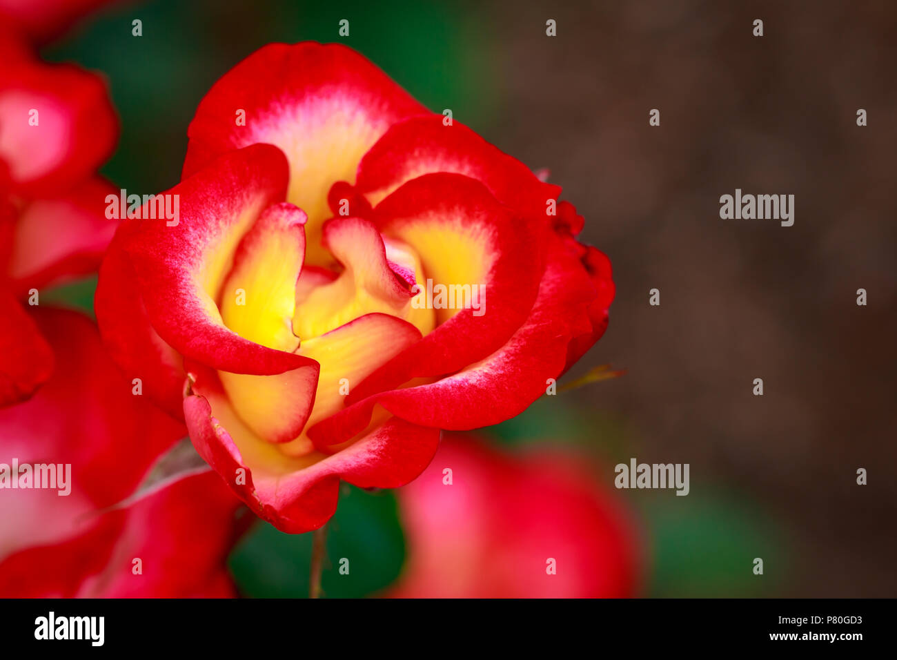 Fragrant Rose in Full Blossom. Washington Park Rose Garden, Portland ...