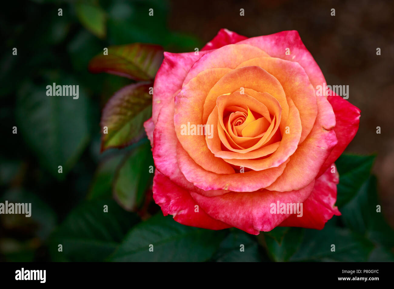 Fragrant Rose in Full Blossom. Washington Park Rose Garden, Portland ...