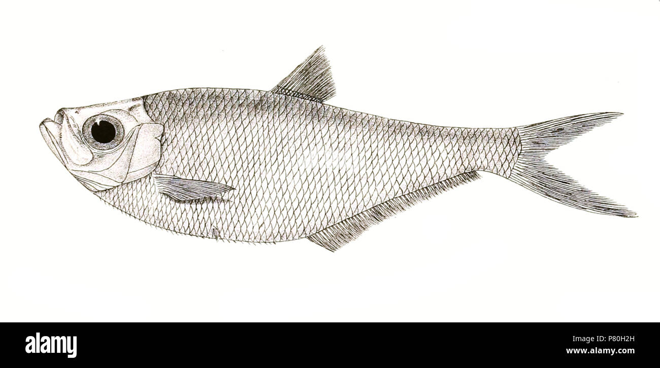 Ilisha filigera syn. Pellona filigera The species names / identity need ...