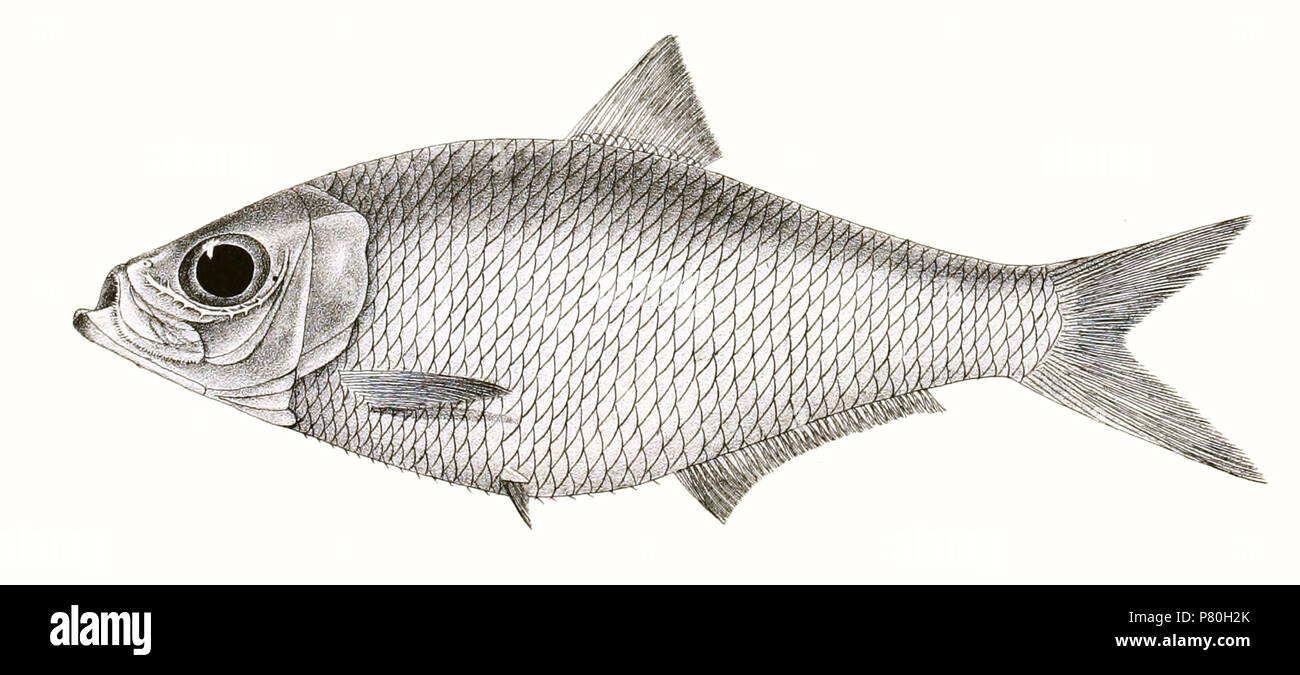 Fish species documentation hi-res stock photography and images - Alamy