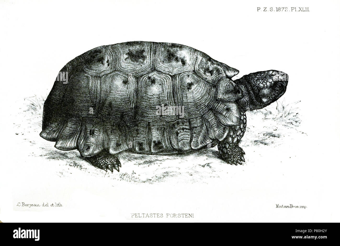 Indotestudo forstenii hi-res stock photography and images - Alamy