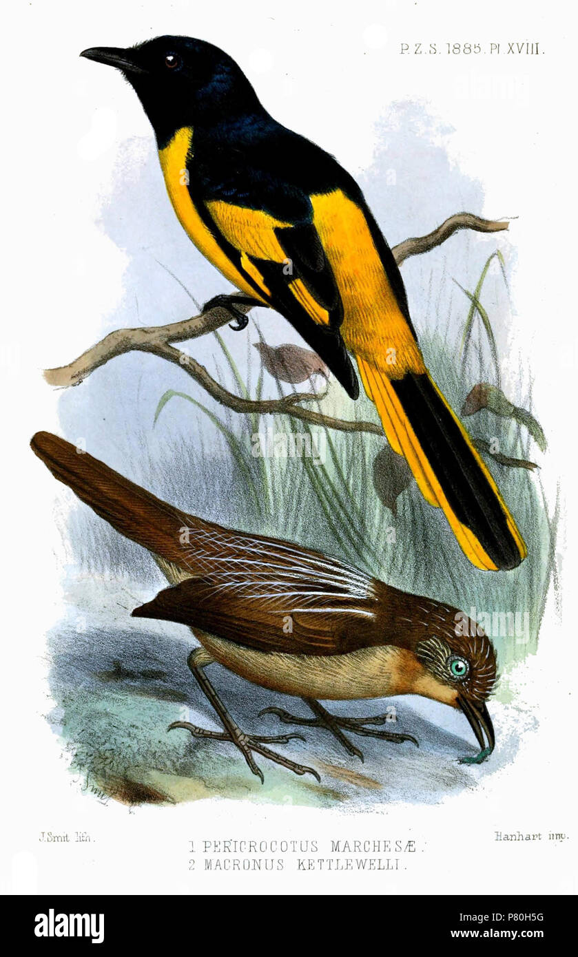 Pericrocotus speciosus marchesae and Macronus striaticeps kettlewelli ...