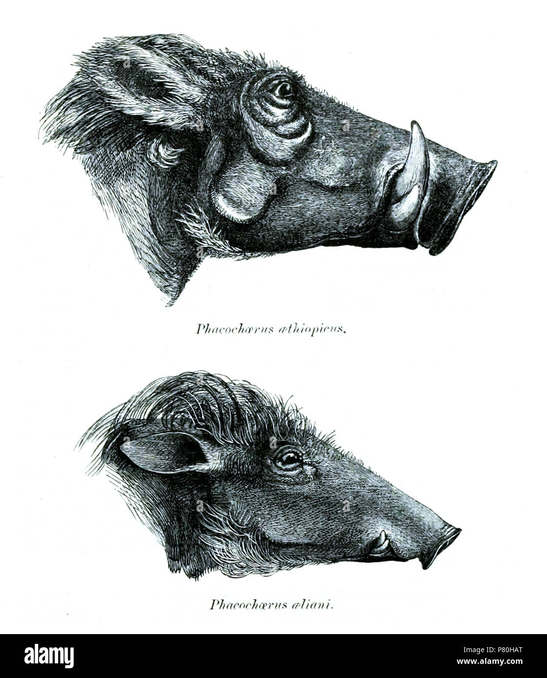 Phacochœrus æthiopicus from Natal = Phacochoerus africanus sundevallii ...