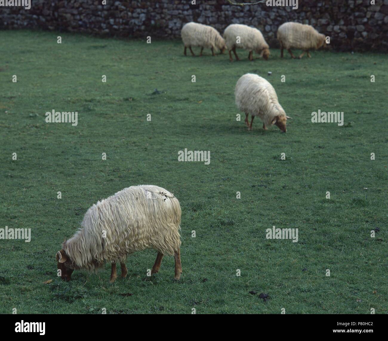 Mercado de ganado ganado hi-res stock photography and images - Alamy