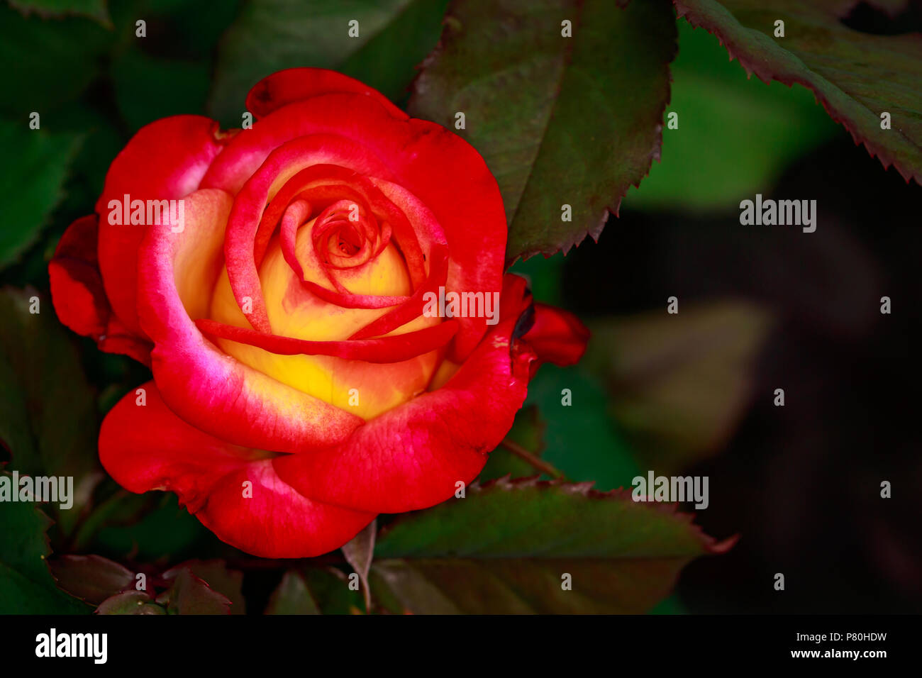 Fragrant Rose in Full Blossom. Washington Park Rose Garden, Portland ...