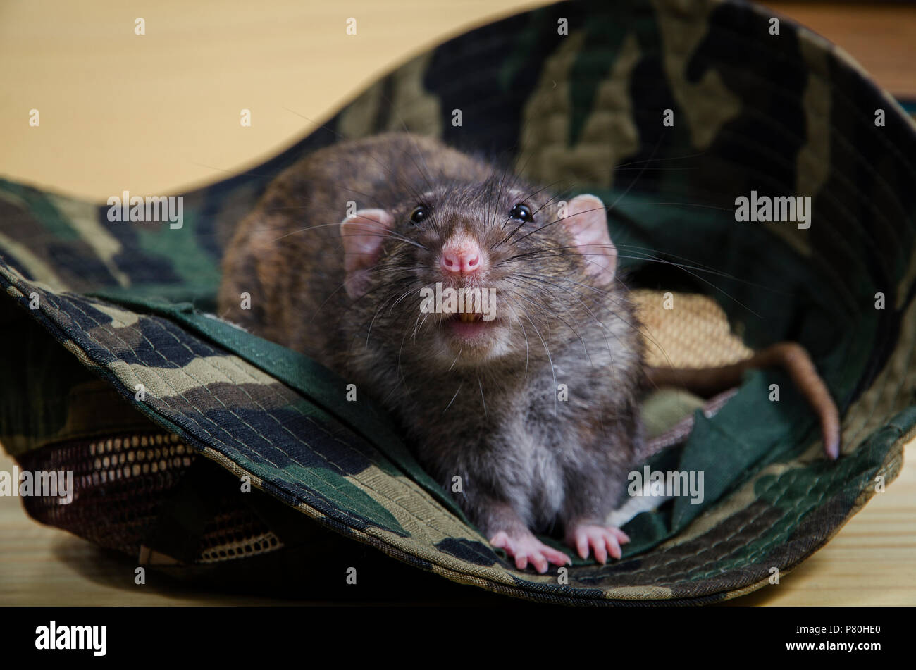 Panama rodent hi-res stock photography and images - Alamy