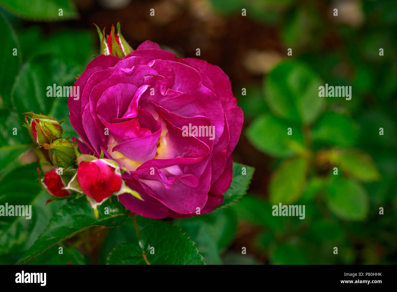 Fragrant Rose in Full Blossom. Washington Park Rose Garden, Portland ...
