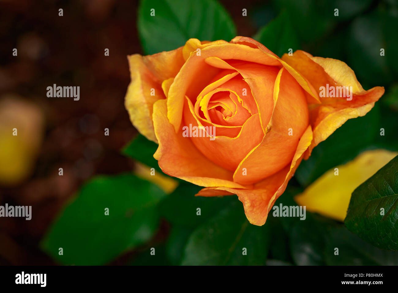 Fragrant Rose in Full Blossom. Washington Park Rose Garden, Portland ...