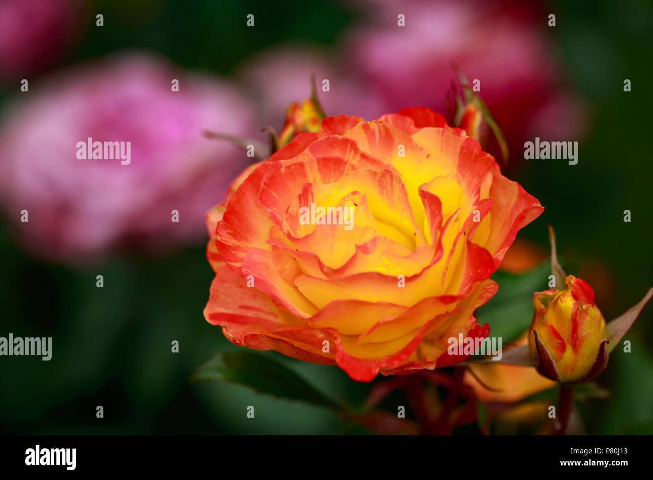 Fragrant Rose in Full Blossom. Washington Park Rose Garden, Portland ...