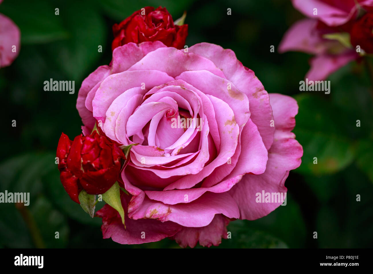 Fragrant Rose in Full Blossom. Washington Park Rose Garden, Portland ...