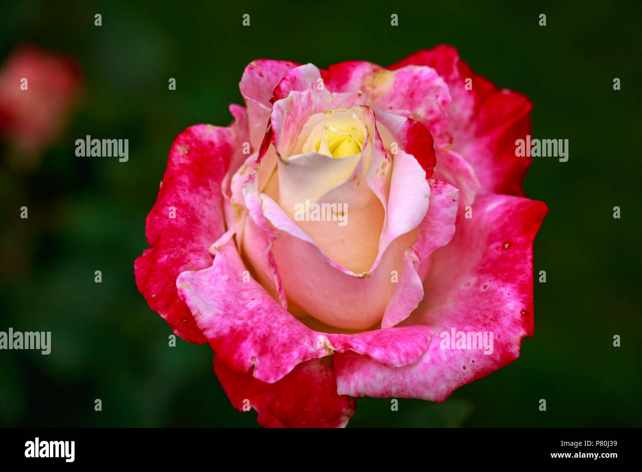 Fragrant Rose in Full Blossom. Washington Park Rose Garden, Portland ...