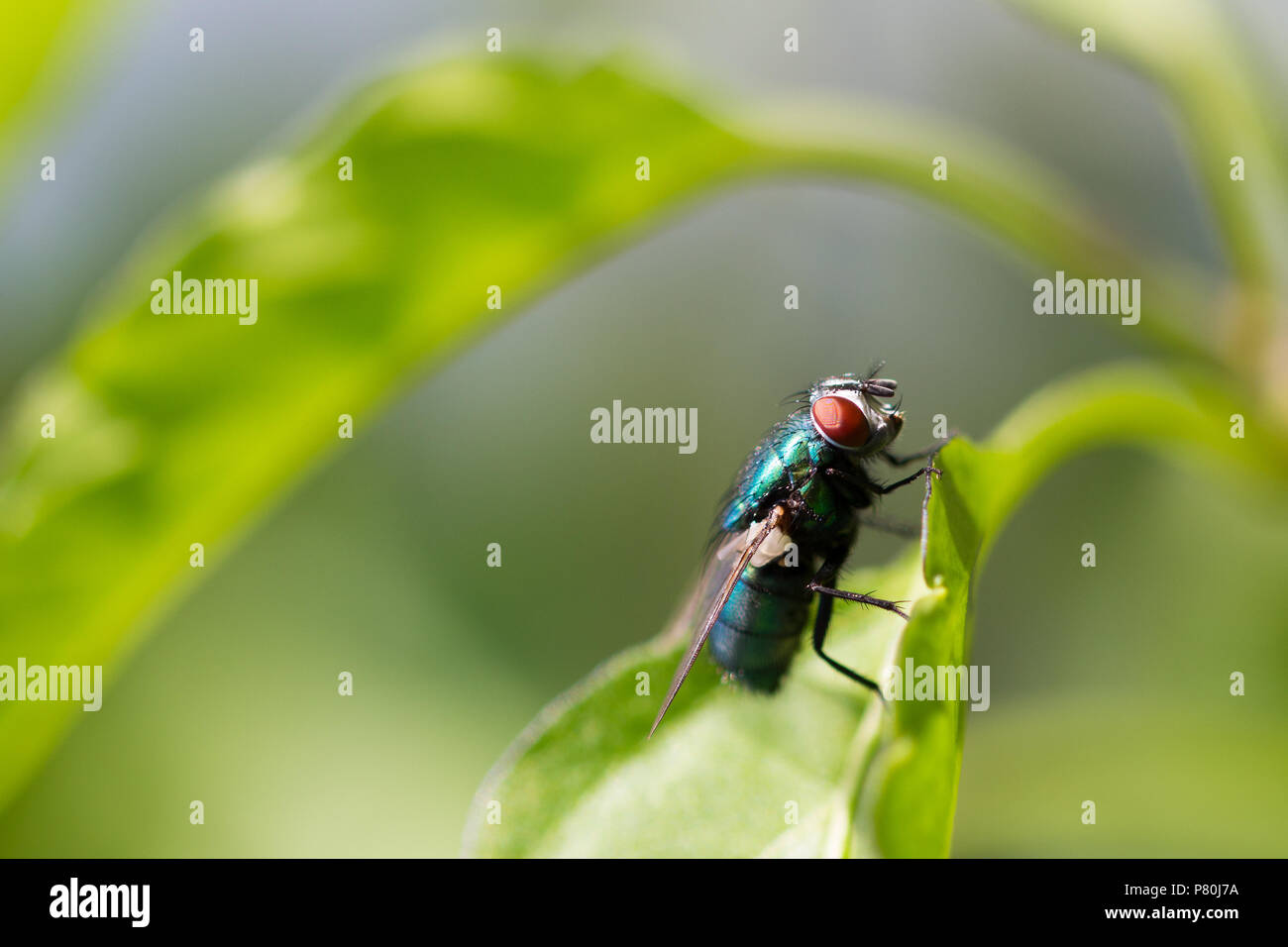 Lucilia species hi-res stock photography and images - Alamy