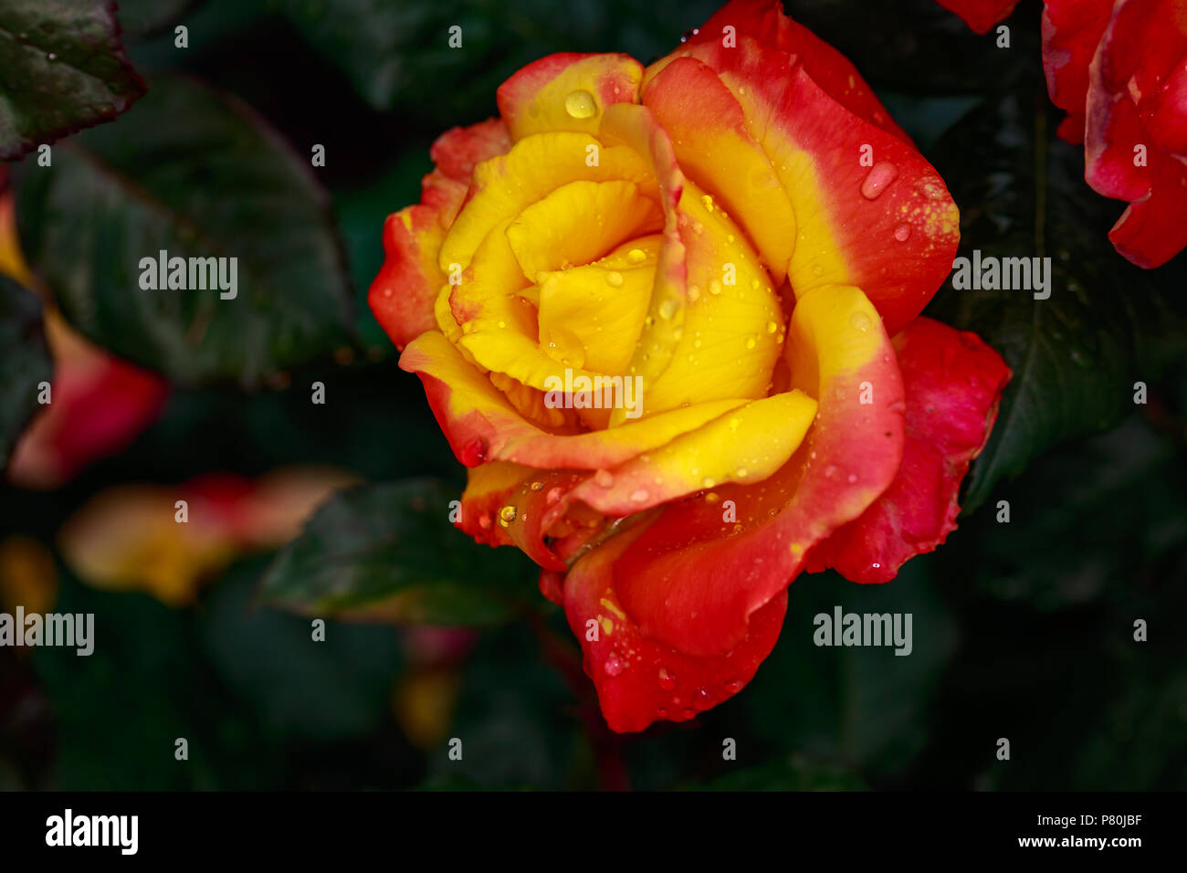 Fragrant Rose in Full Blossom. Washington Park Rose Garden, Portland ...